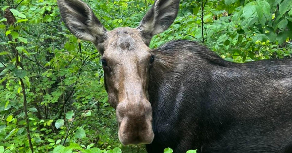 Moose spotted strolling through Sterling neighborhoods - CBS Boston