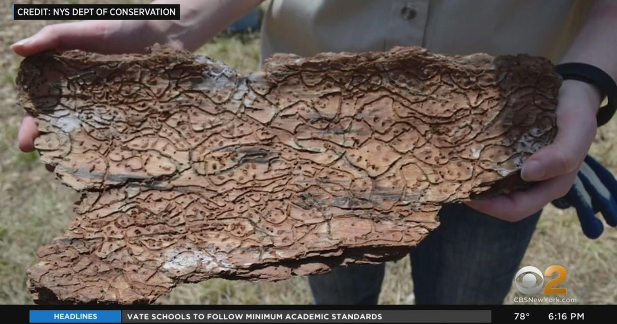 Southern pine beetles killing thousands of trees across Long Island ...