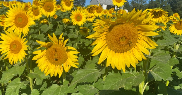 Where's Marty? In Jarrettsville, checking out the sunflowers in full ...