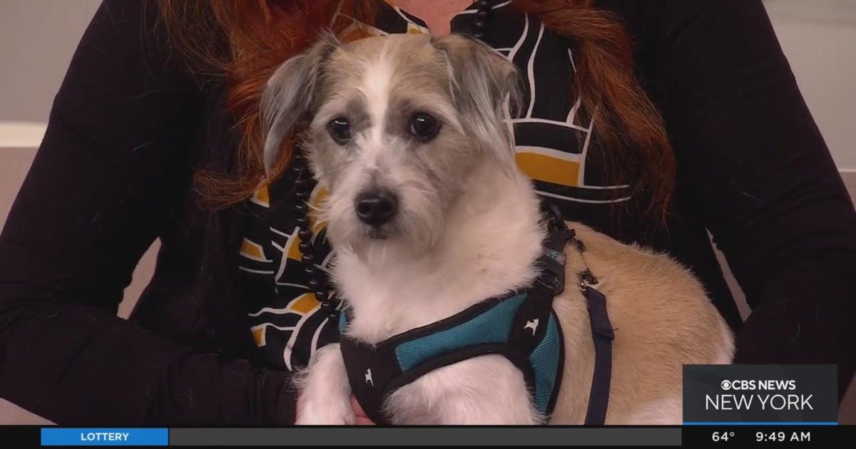 Furry Friend Finder: Percival - CBS New York