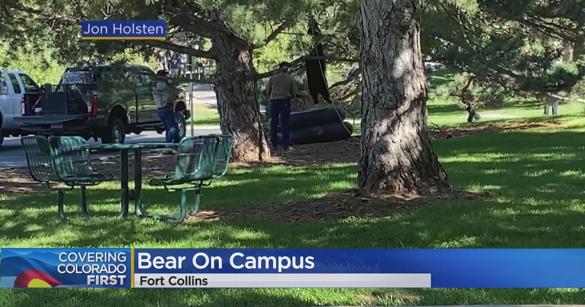 Bear tranquilized, brought down safely after climbing tree on Colorado ...