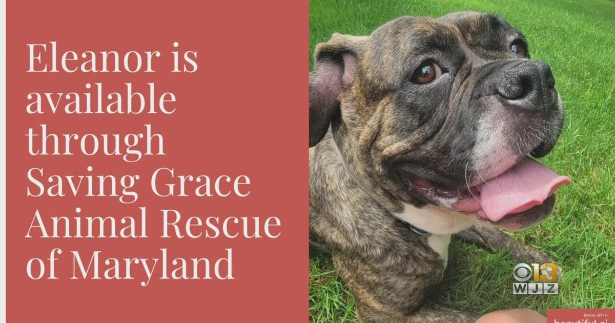 Furever Home: Meet Eleanor, a young dog big in size and personality ...