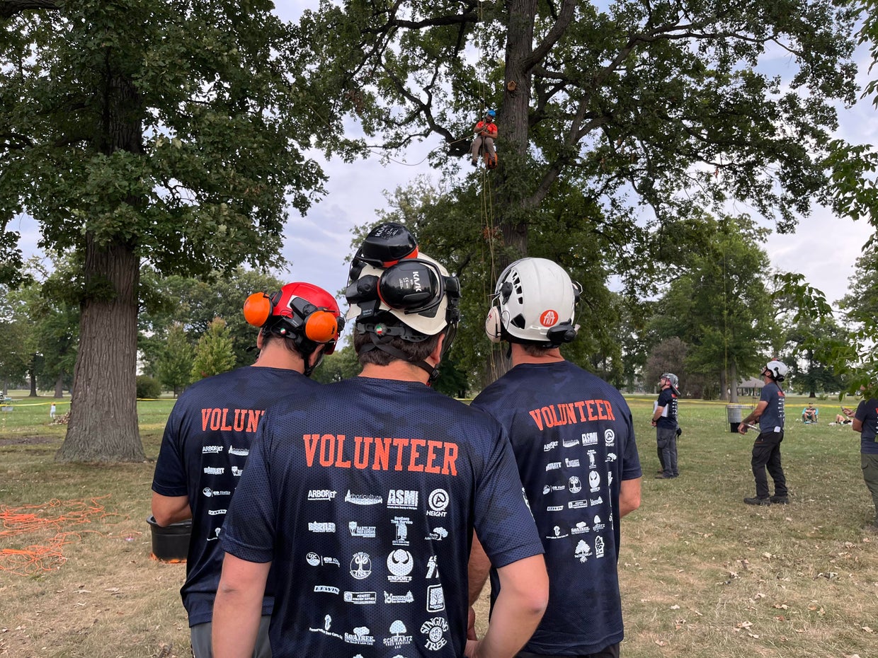 Tree Climbing Championship takes to Belle Isle - CBS Detroit