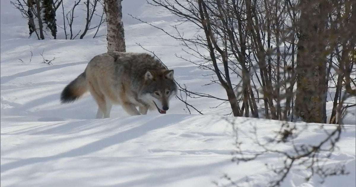 Wolves suspected of killing cow calves on Western Slope - CBS Colorado