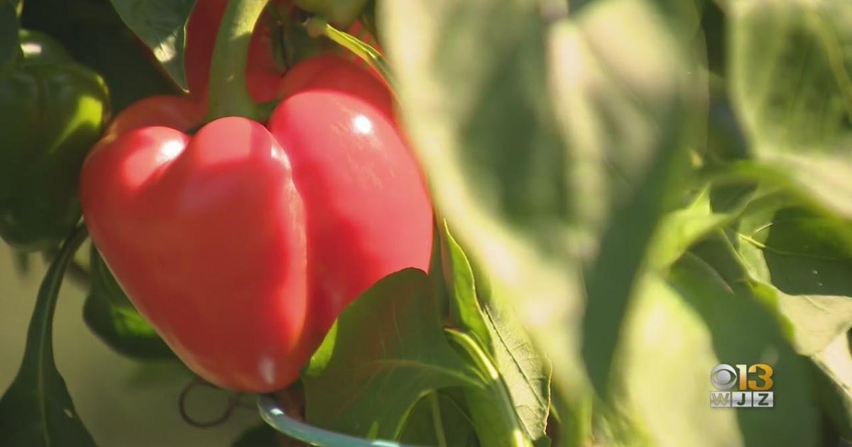 Helping community members tackle the food desert - CBS Baltimore