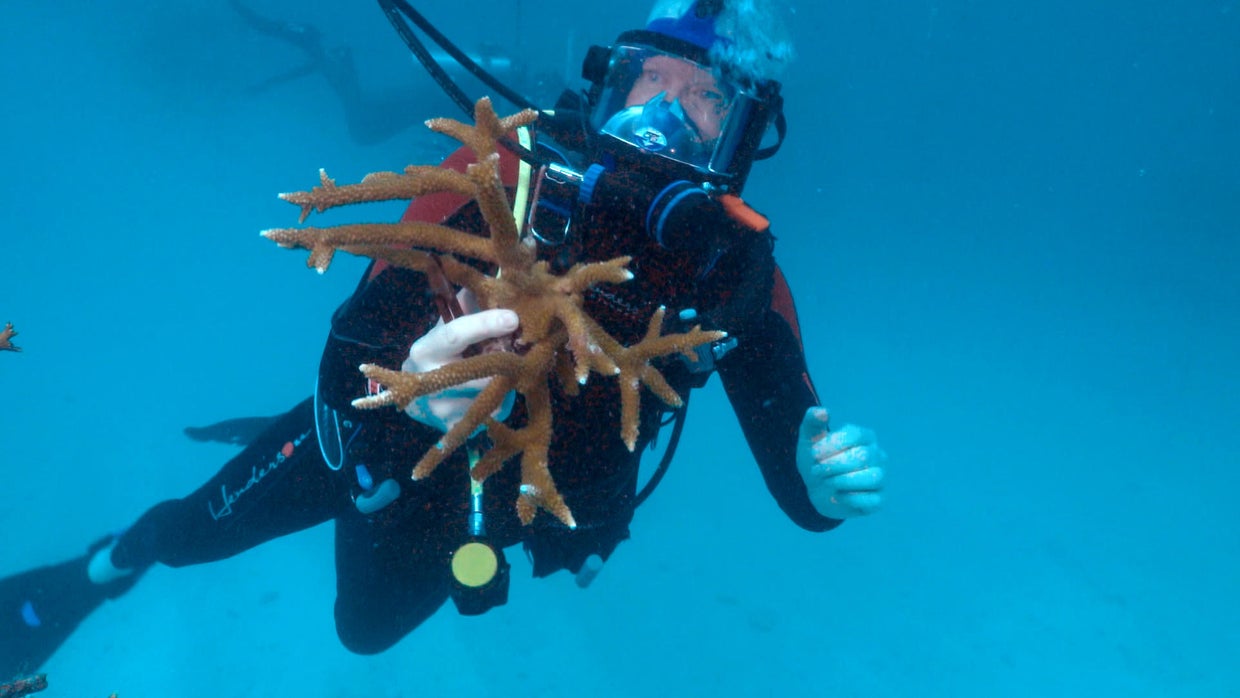 New innovations attempting to rescue coral reefs - 60 Minutes - CBS News