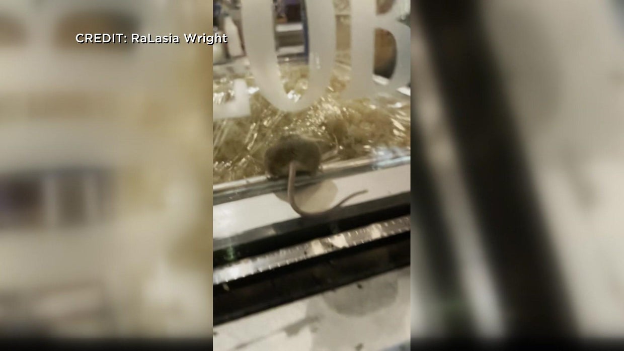 Viral video of rodent dining in Minneapolis restaurant puts work of ...
