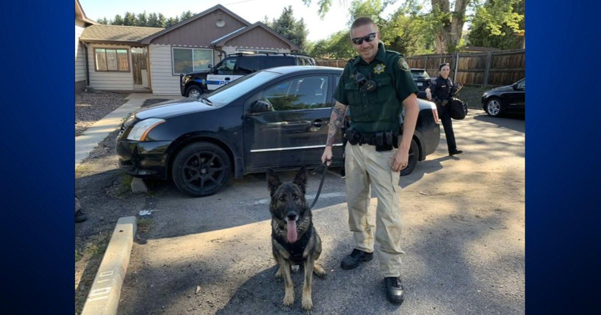 Wheat Ridge police thank Jeffco Sheriff's Office for K9 help - CBS Colorado