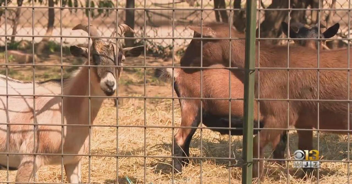 Community MVP: Charles DeBarber of the Filbert Street Garden in Curtis ...