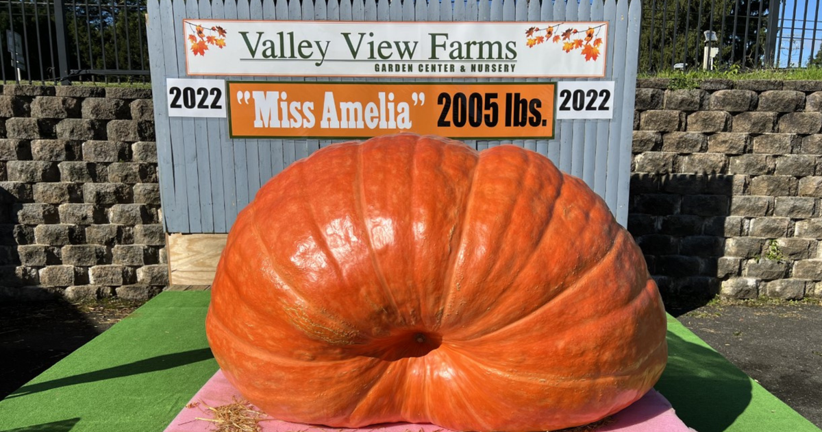 Valley View Farms displays 1-ton pumpkin grown by 13-year-old girl ...