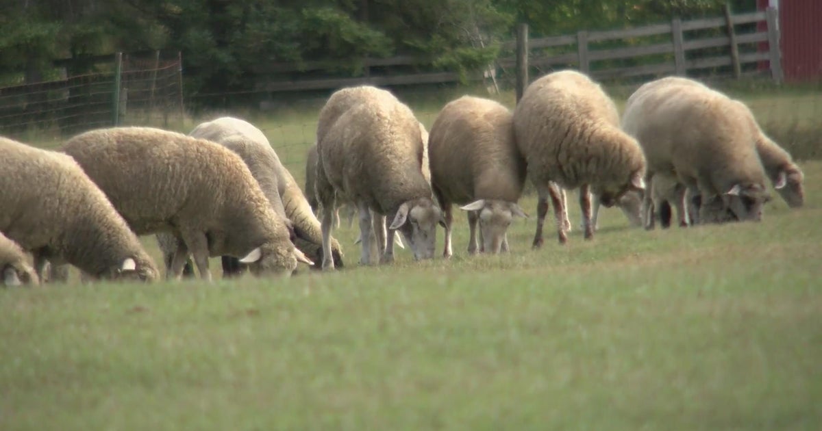 Finding Minnesota: Golfing with sheep in New York Mills - CBS Minnesota