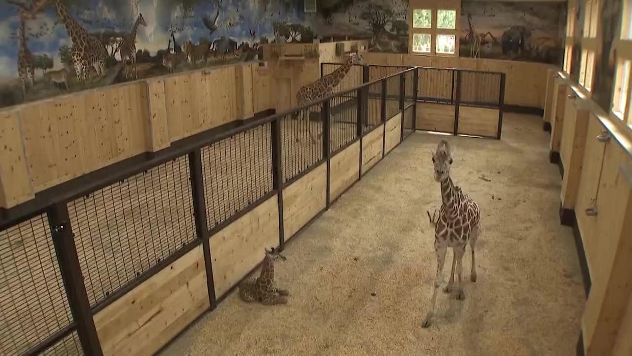 Savanna, first baby giraffe born on Long Island, delights curious ...