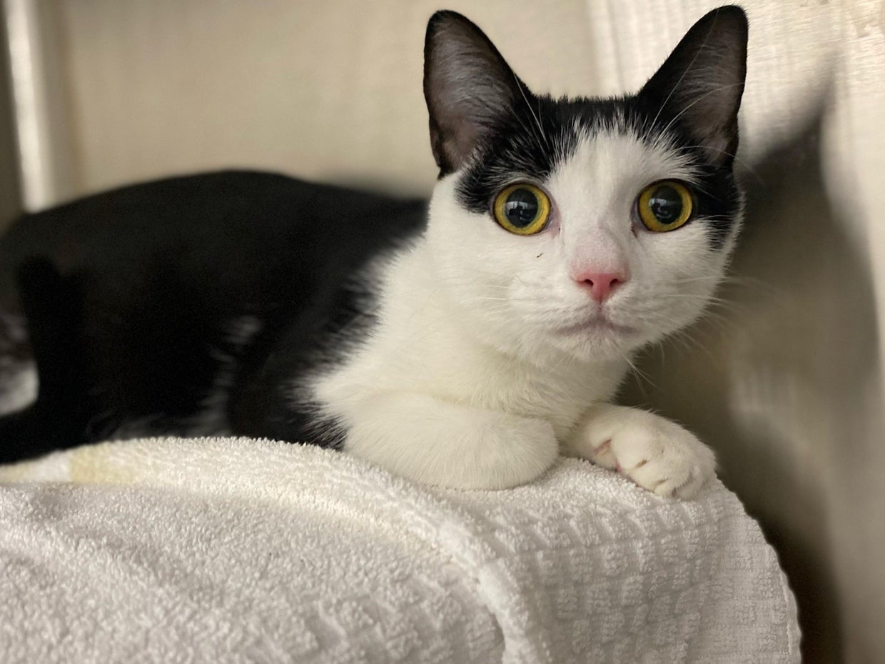 Many Cats Evacuated To Mass From Florida Ready For Adoption Cbs Boston