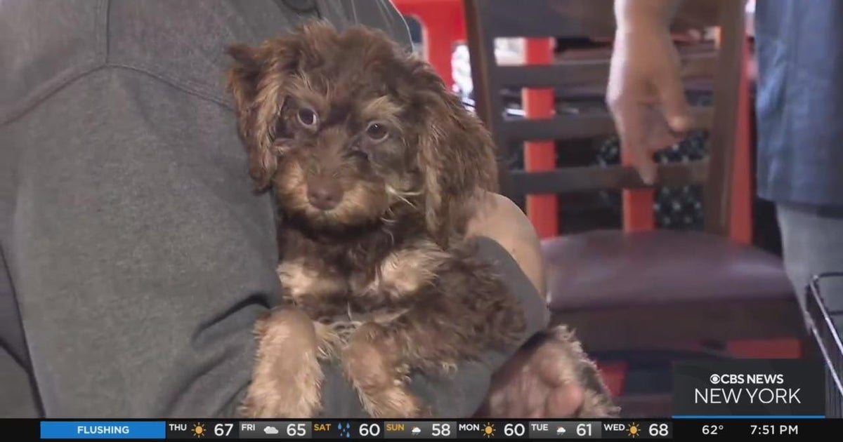 Paws of War provides puppies rescued from Kentucky to veterans, first ...