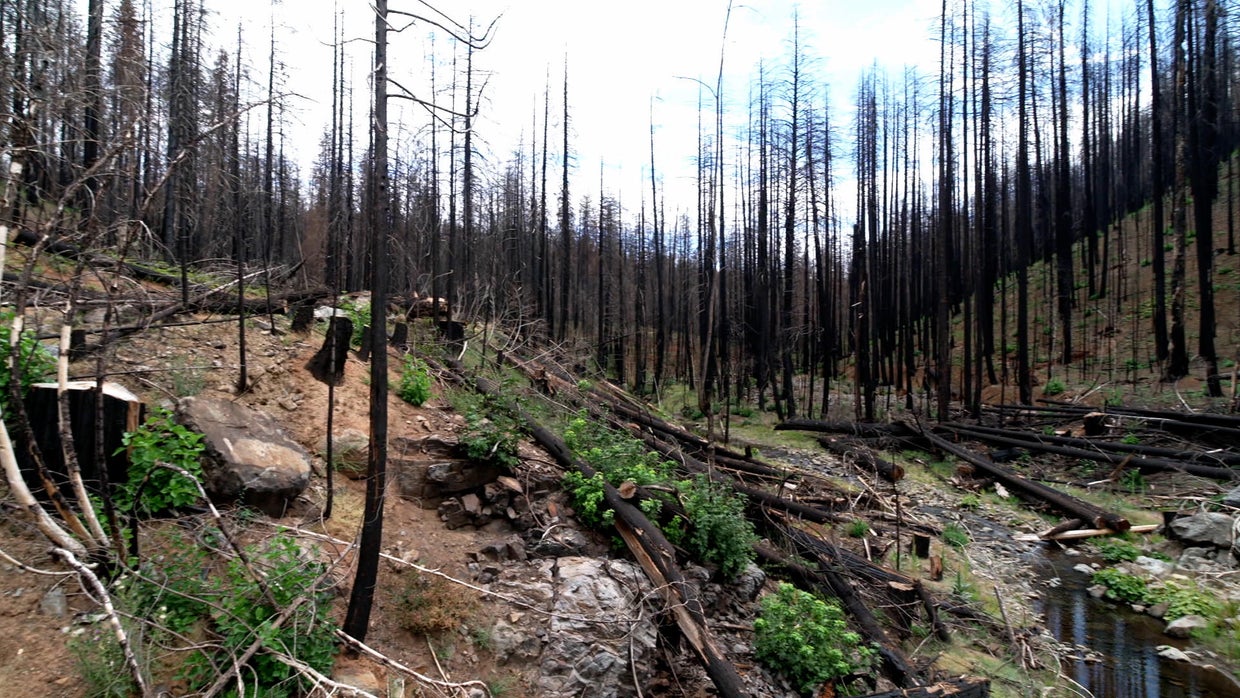 How U.S. Forest Service mismanagement fueled California's Caldor Fire ...