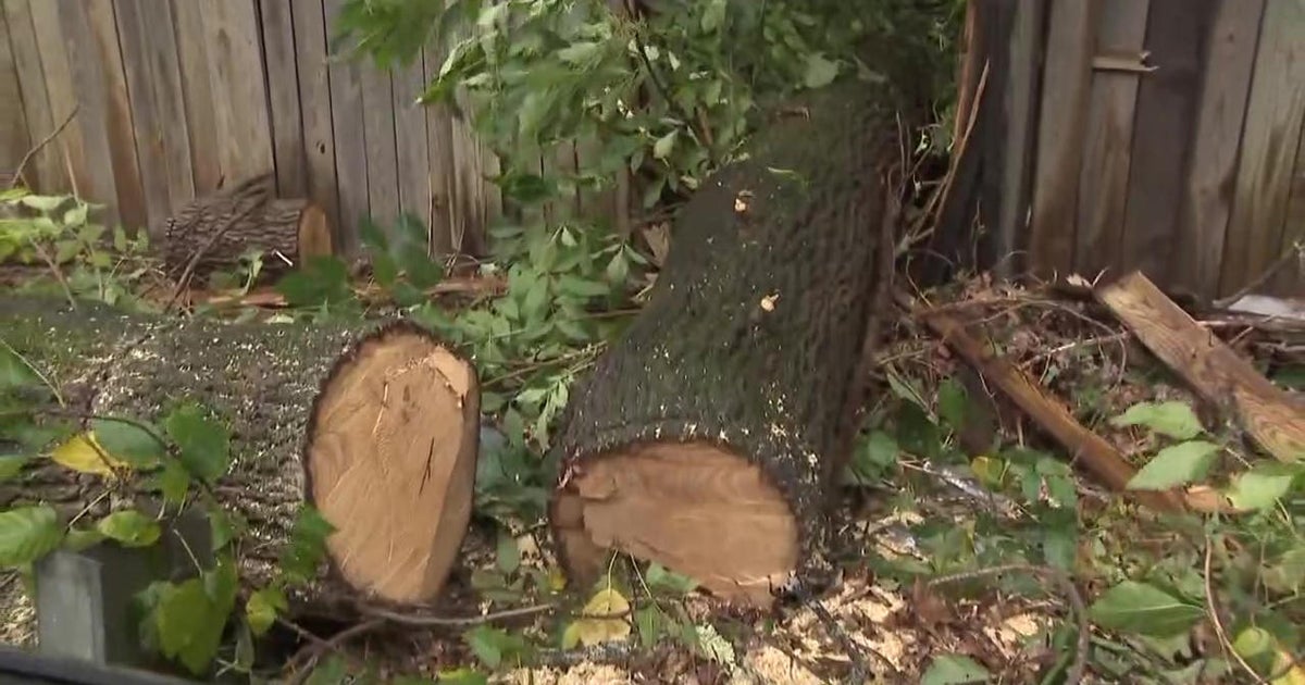 Woman killed after tree falls on car on I-95 in Harrison - CBS New York