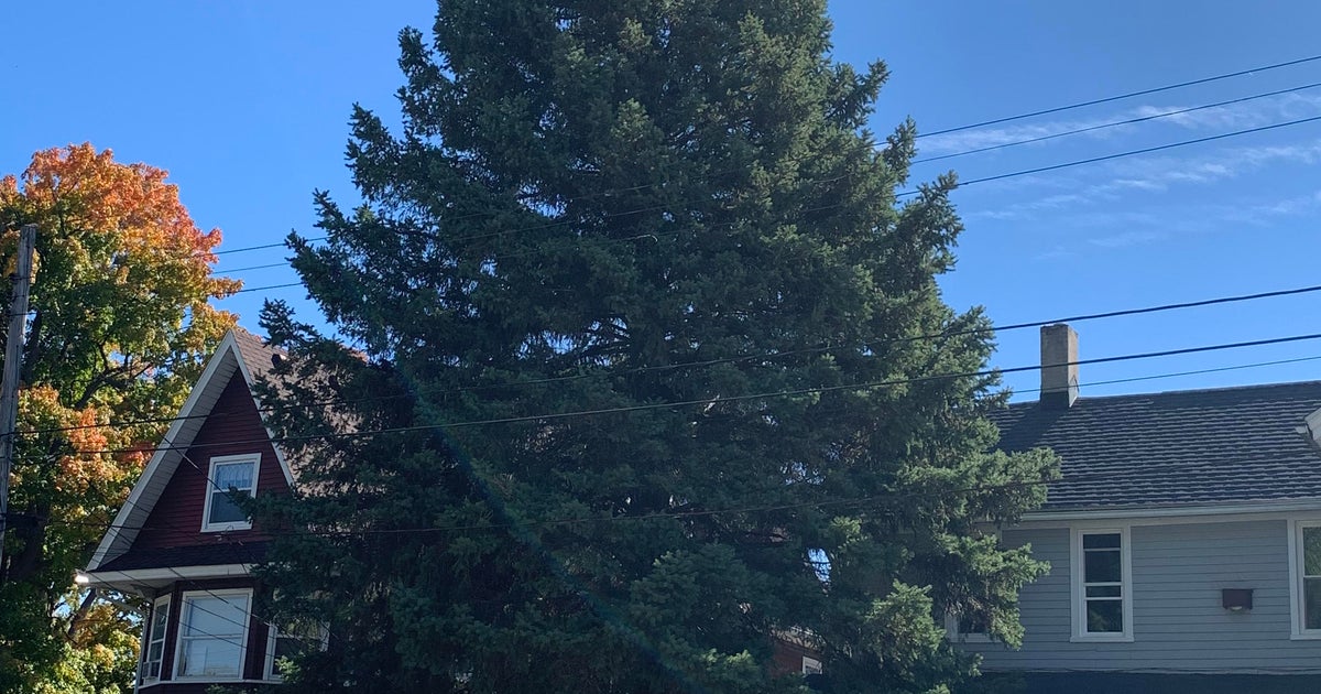 St. Johns spruce tree headed to Michigan Capitol for the holiday season ...