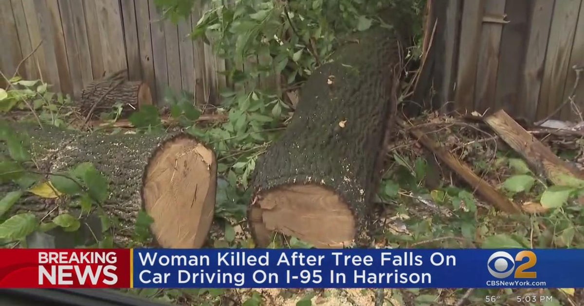 Woman killed after tree falls on car in Harrison, New York - CBS New York