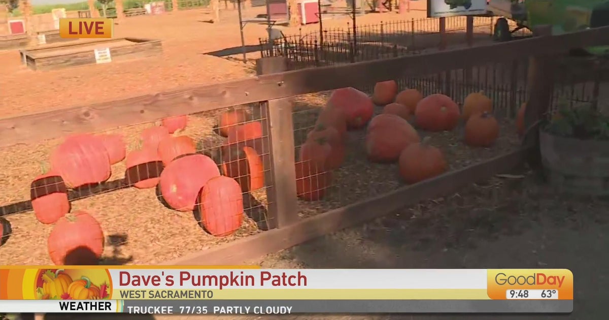 Dave's Pumpkin Patch - Good Day Sacramento
