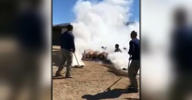Navy SEAL tear gas video raises questions about "the lawfulness of the ...