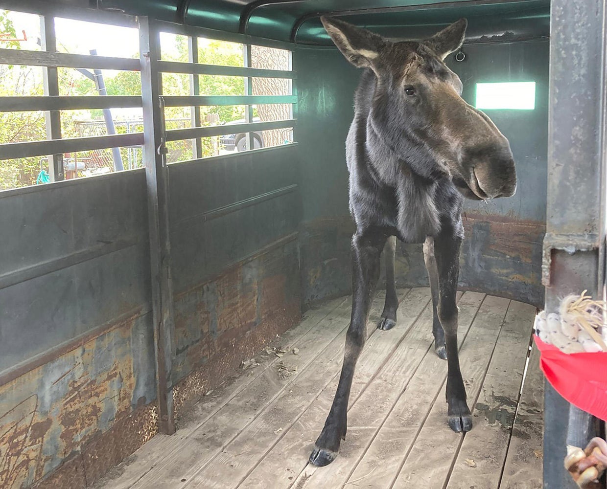 Colorado wildlife rangers relocate moose out of Strasburg - CBS Colorado