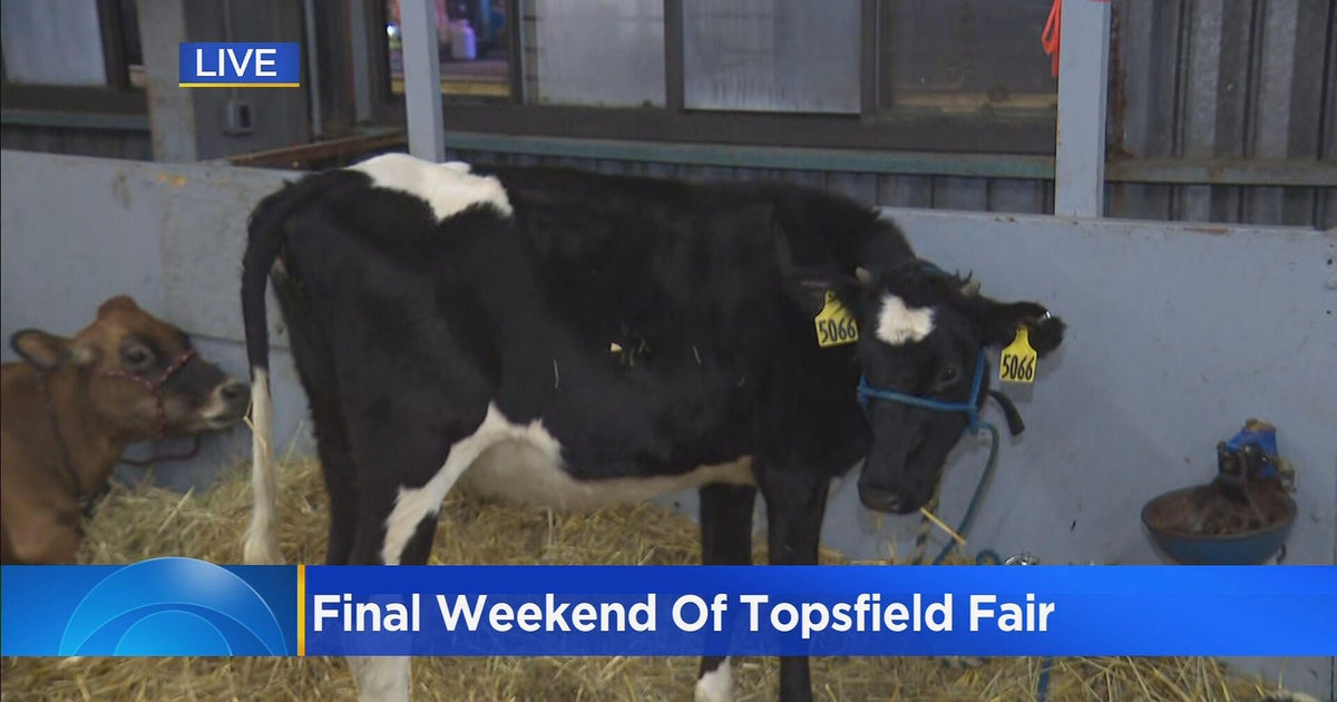 Levan Reid's first visit to Topsfield Fair cattle barn - CBS Boston