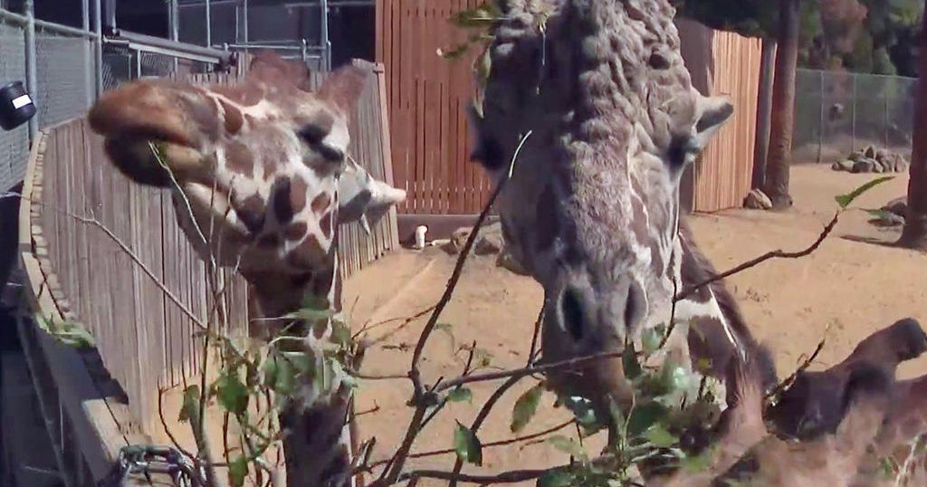 East Bay arborists help keep giraffes at Oakland Zoo well-fed - CBS San ...
