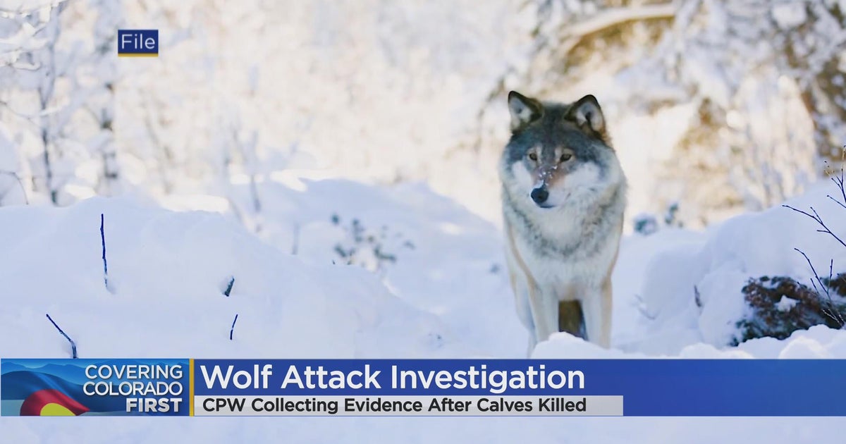 Wolves suspected of killing calves - CBS Colorado