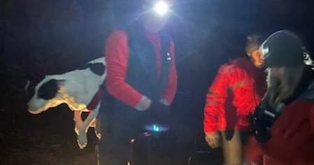 Rescuers haul out dog suffering from altitude sickness - CBS Colorado