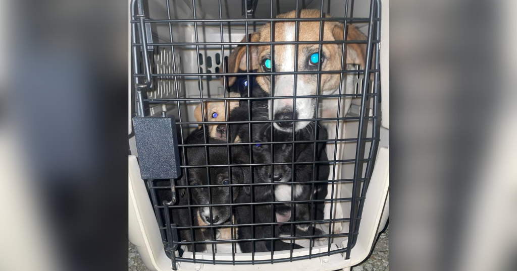 Police seize over 200 animals living in inhumane conditions at Erie ...