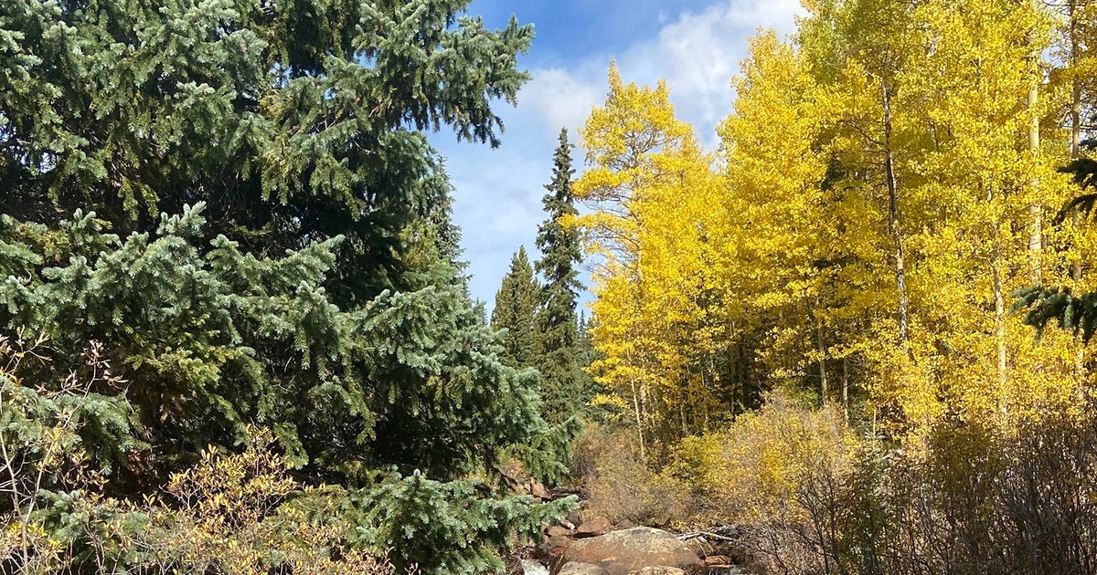 Perfect weather for leaf peeping - CBS Colorado