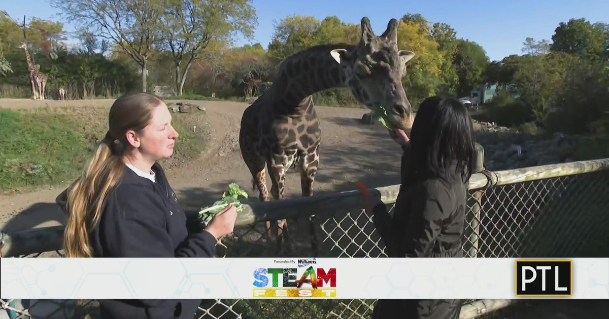 Giraffe at Pittsburgh Zoo and PPG Aquarium - CBS Pittsburgh