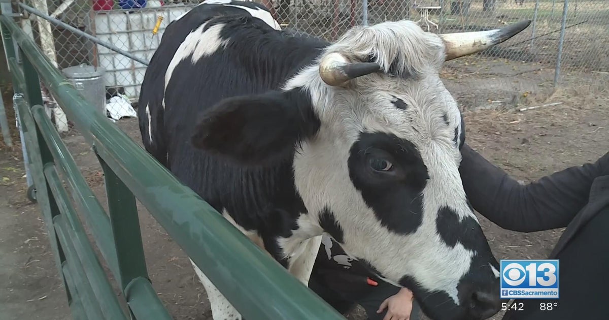 Local cow in running to be named America's Top Pet - CBS Sacramento