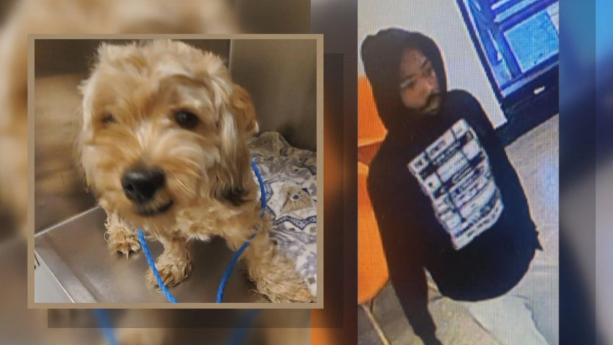 ACCT Philly claims man stole dog set to be adopted from shelter - CBS ...