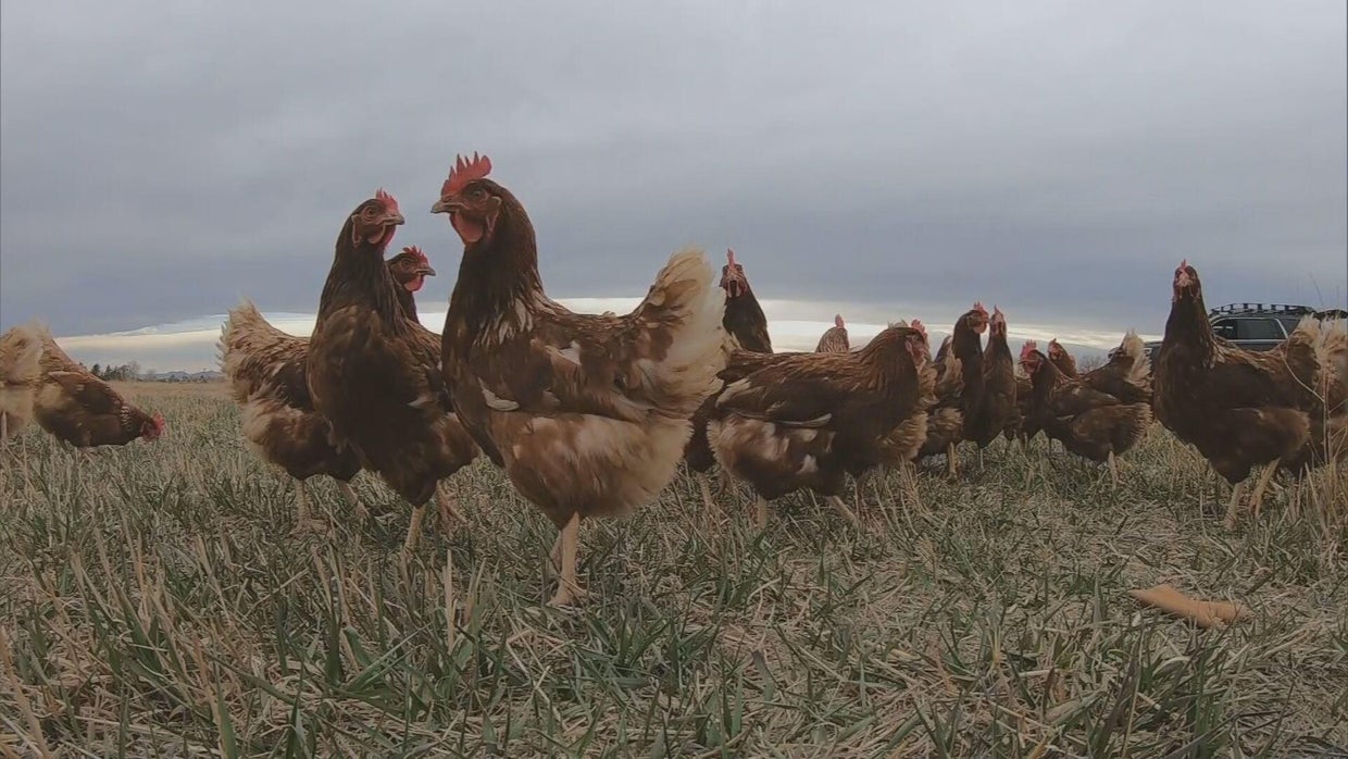 Avian influenza wipes out millions of birds in Colorado, impacting egg ...