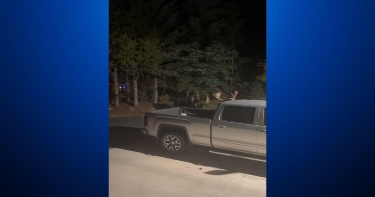 Wild video captures two bull moose fighting in Steamboat Springs - CBS ...