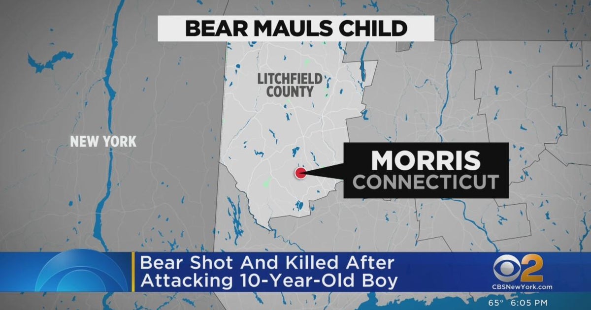 Black bear mauls child in Connecticut backyard - CBS New York Black bear mauls child in Connecticut backyard - CBS New York