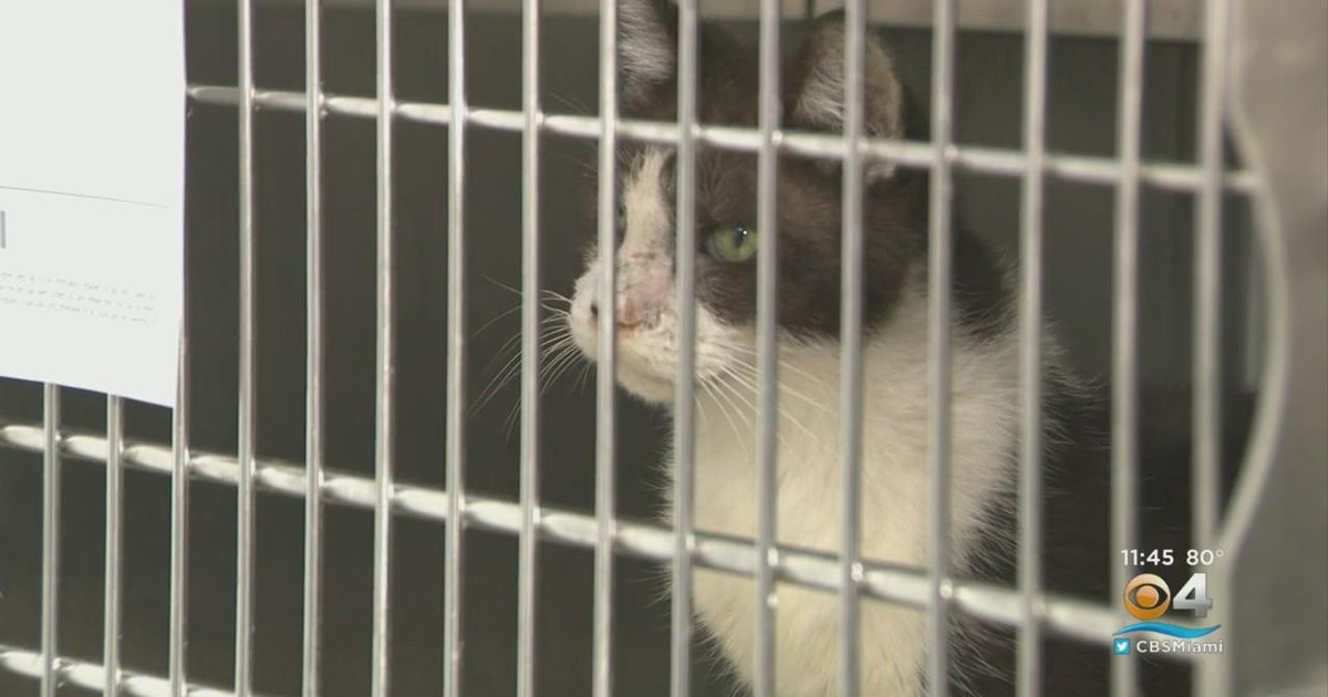 Cats rescued from Broward County home - CBS Miami