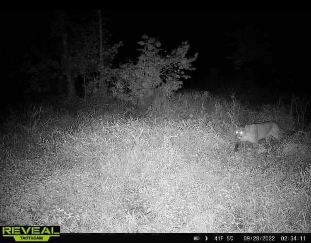 Mountain lion hit, killed by vehicle in I-88 in DeKalb County - CBS Chicago