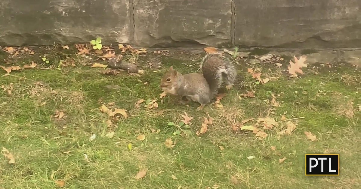 David meets Felix's friend - CBS Pittsburgh