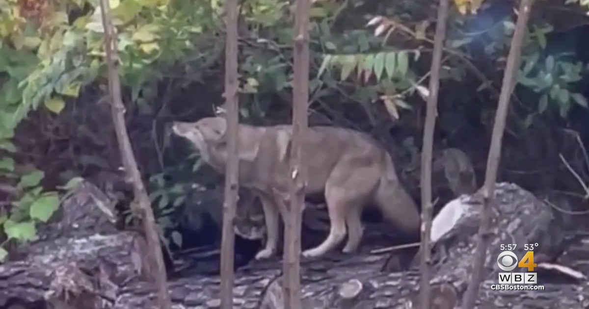 Expert says coyote population not increasing, despite more sightings ...