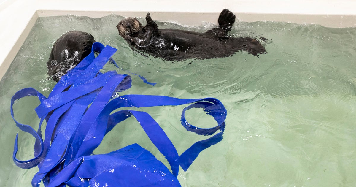 Shedd Aquarium opens up vote on name for new sea otter - CBS Chicago