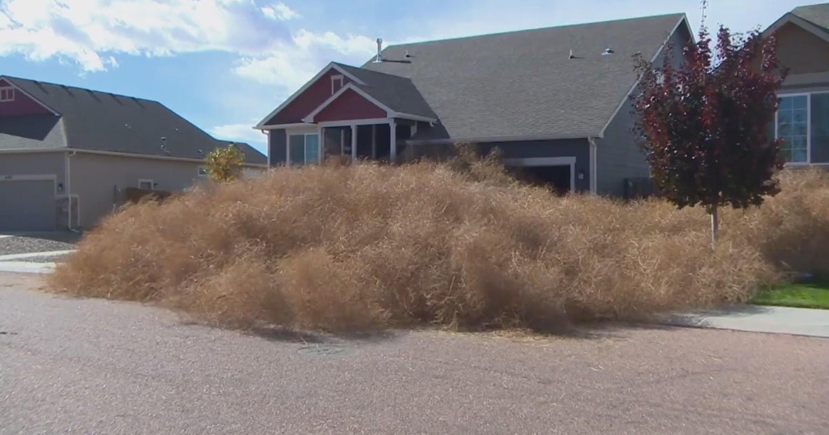 Tumbleweeds bury home in Security-Widefield area - CBS Colorado