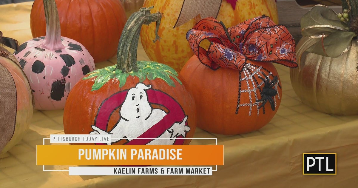Kaelin Farm is a pumpkin paradise - CBS Pittsburgh