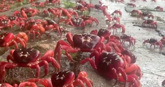 Millions of red crabs on Australia's Christmas Island begin annual migration - CBS News