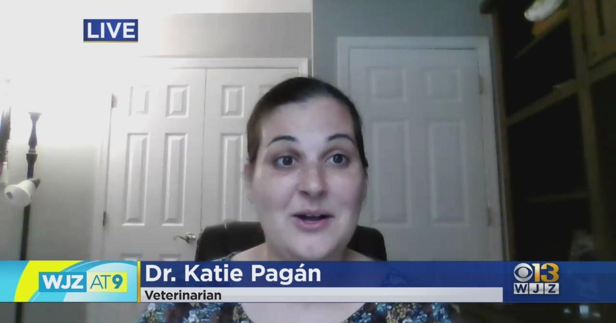 A Fells Point veterinarian tells us how to keep pets safe during ...