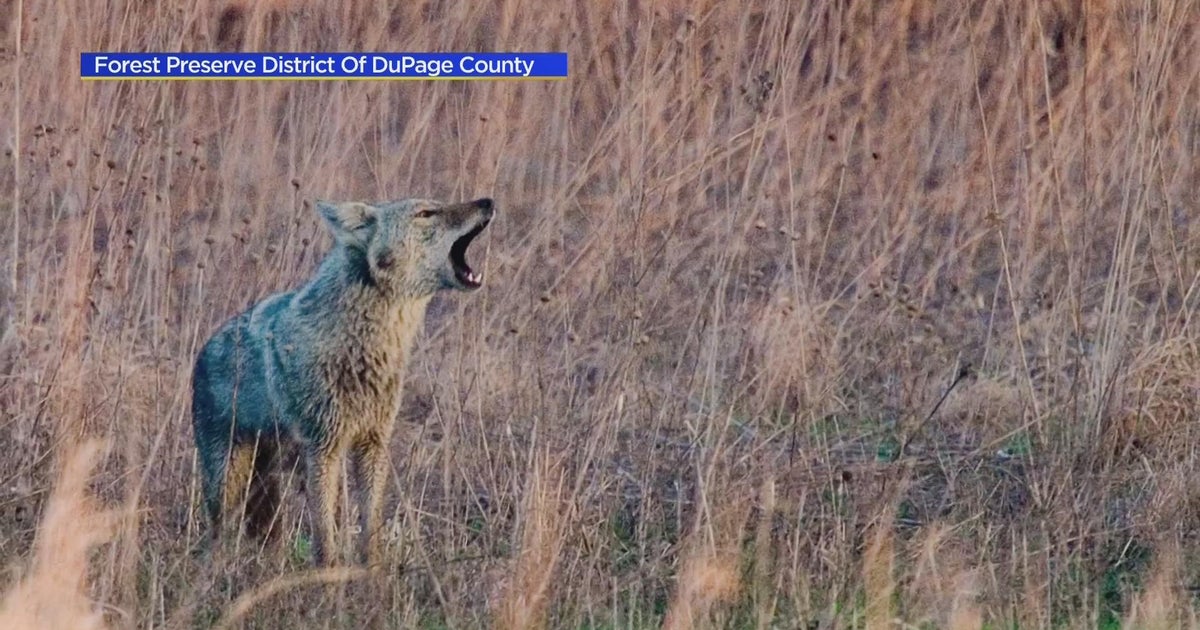 Lookout for coyotes on the move and keep an eye on your pets, DuPage ...