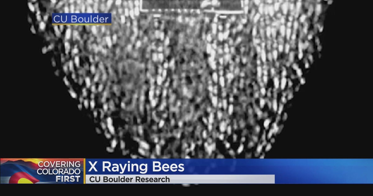 CU Boulder researchers X-ray bees - CBS Colorado