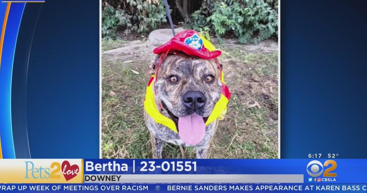 Pets 2 Love: Meet Bertha the Boxer - CBS Los Angeles