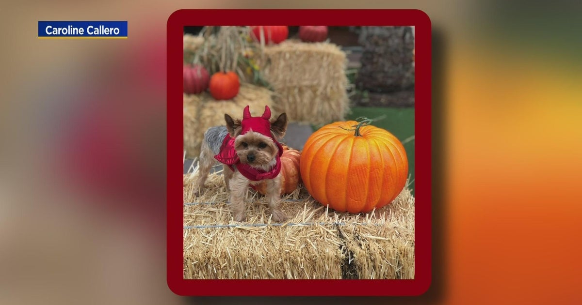 Halloween Photos: Devil dog, Jurassic family - CBS Chicago